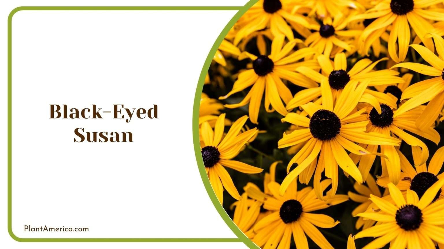 17 Missouri Native Plants Perfect for Pollinator Gardens - Plant America