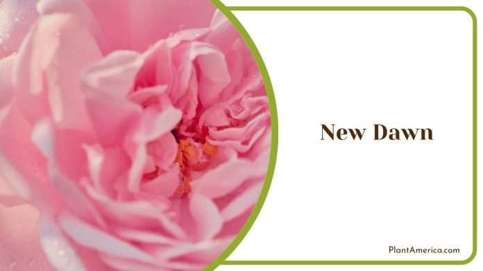 16 Climbing Roses Perfect for Arbors, Fences, and Trellises - Plant America