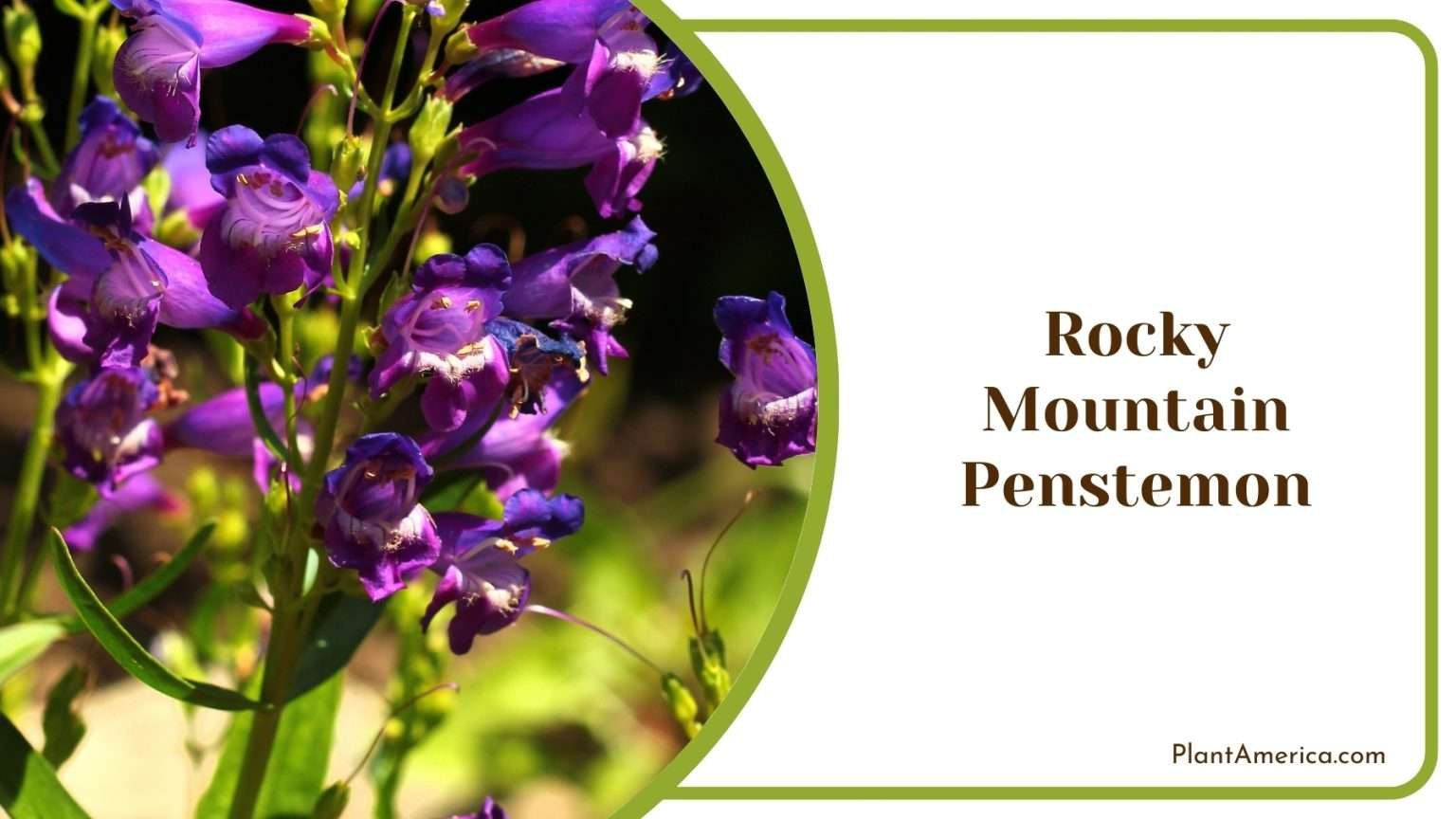 20 Native Colorado Flowers Perfect for Your Mountain Garden - Plant America
