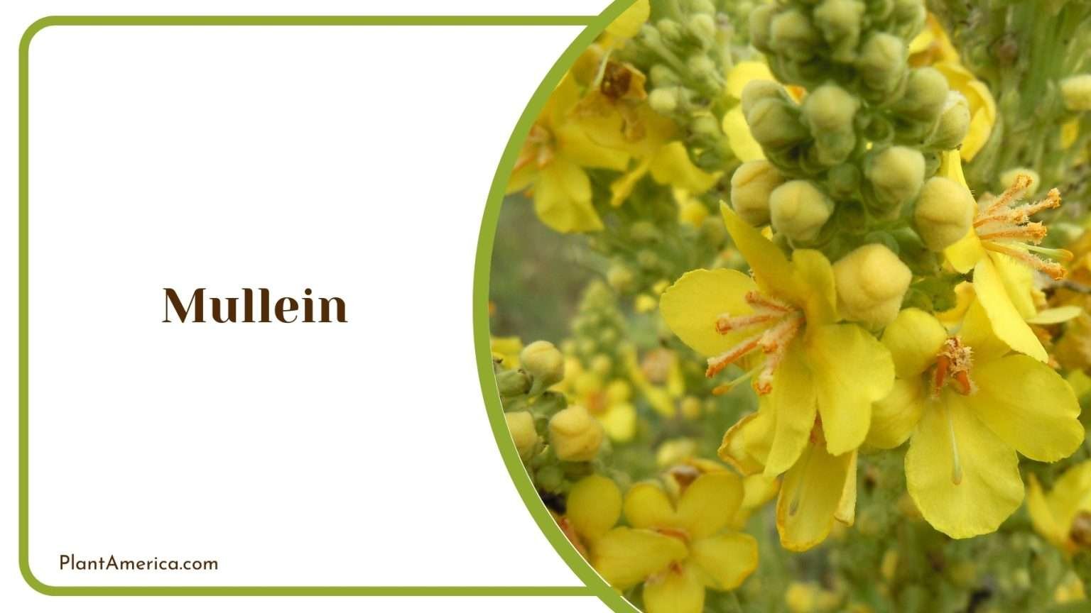 25 Native American Flowers with Healing Properties - Plant America