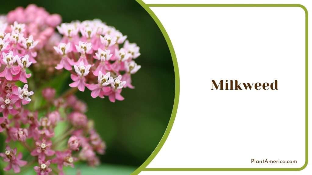 25 Native American Flowers with Healing Properties - Plant America