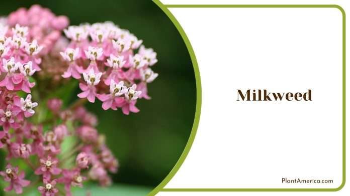 25 Native American Flowers with Healing Properties - Plant America