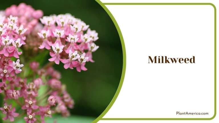 25 Native American Flowers with Healing Properties - Plant America