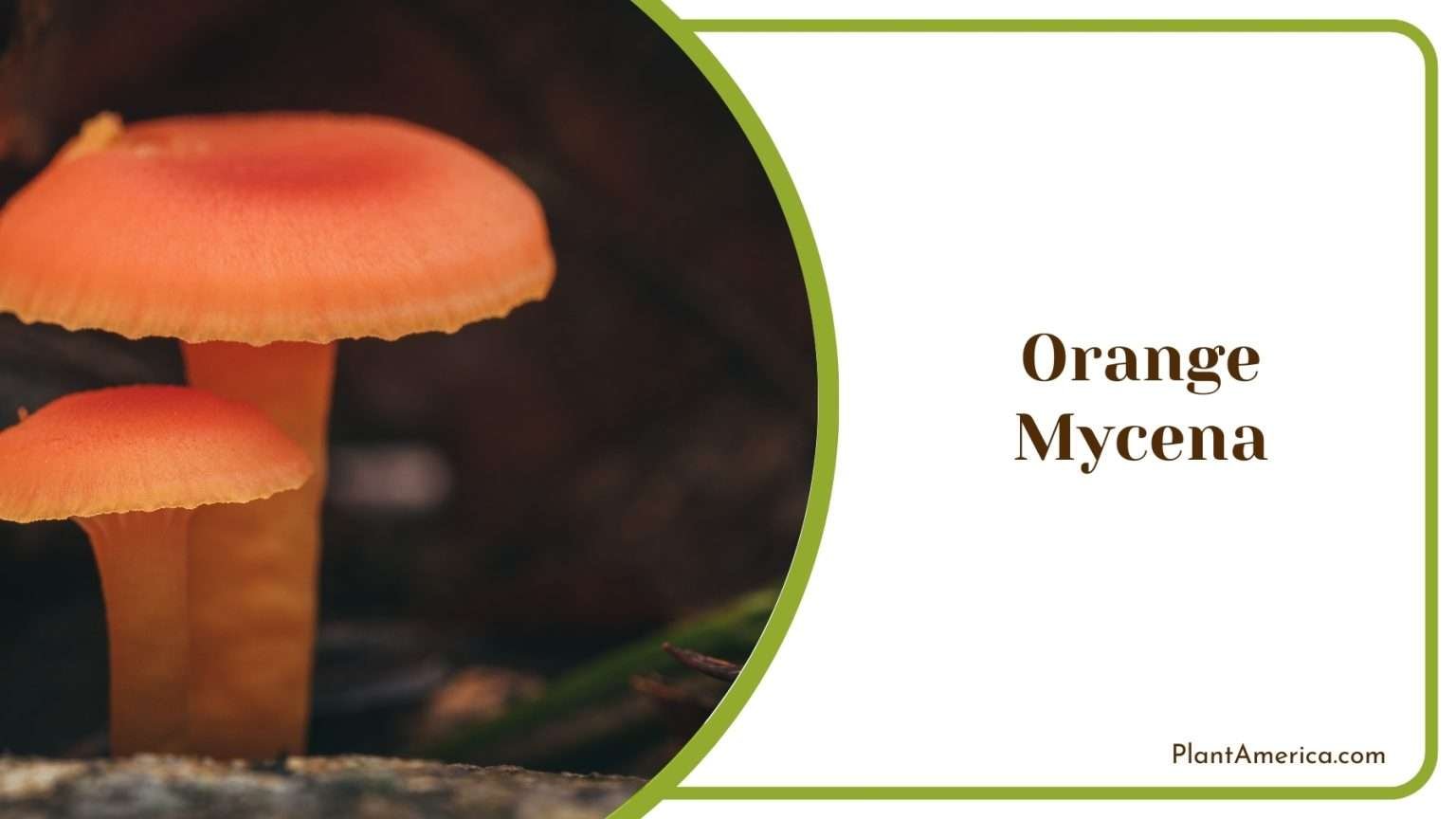 12 Orange Mushrooms Varieties You Should Know About - Plant America