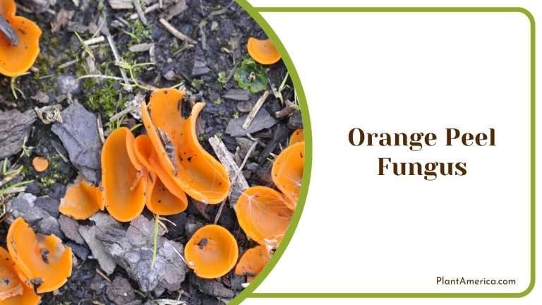 12 Orange Mushrooms Varieties You Should Know About - Plant America