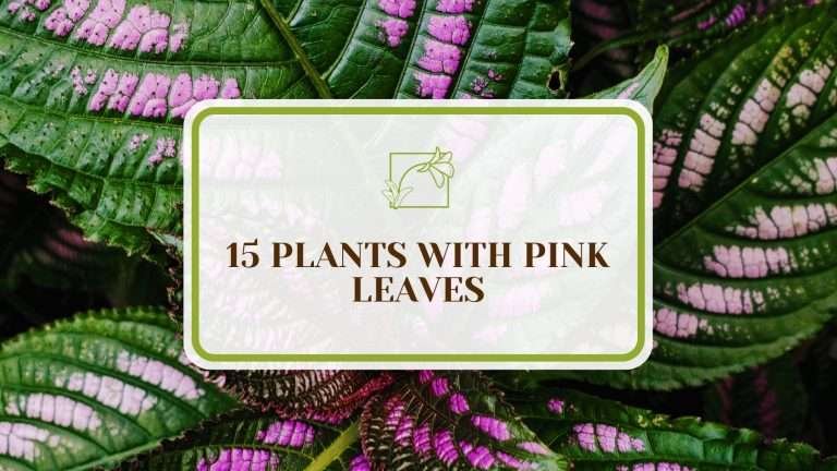 15 Plants with Pink Leaves that Bring Life to Your Garden - Plant America