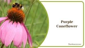 17 Missouri Native Plants Perfect for Pollinator Gardens - Plant America