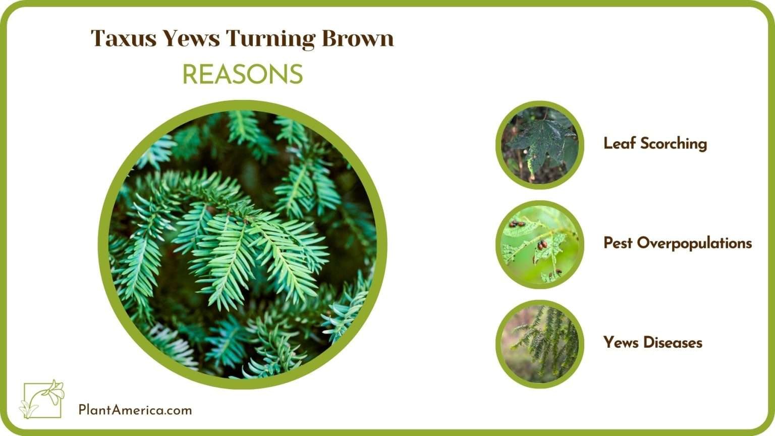 Taxus Yews Turning Brown: Proven Steps for Healthier Plants - Plant America