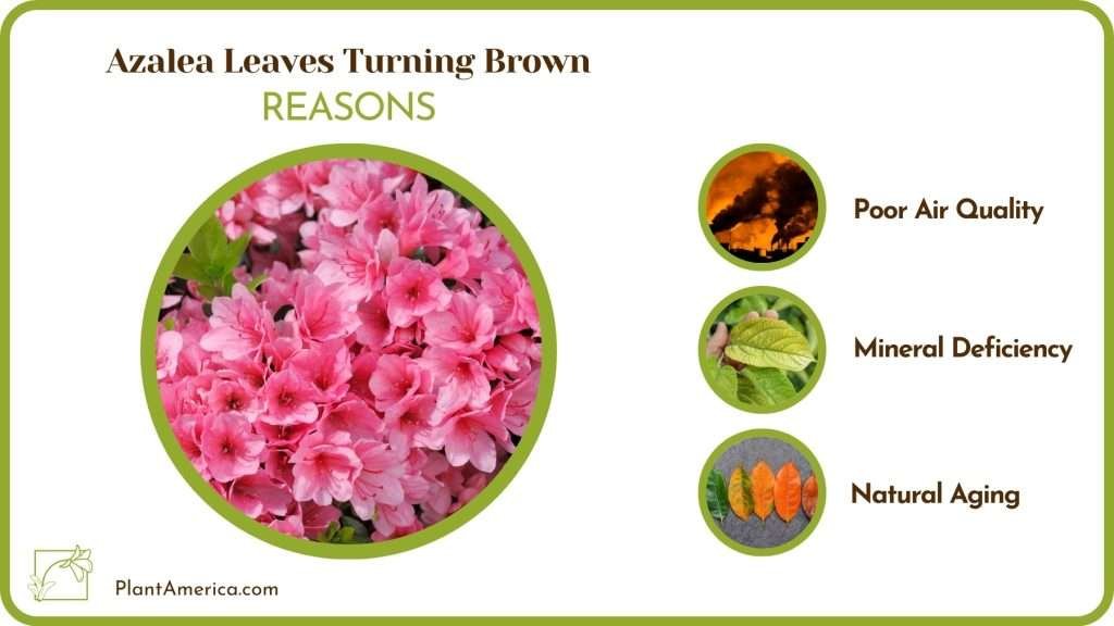 Azalea Leaves Turning Brown: 7 Causes & Easy Solutions - Plant America