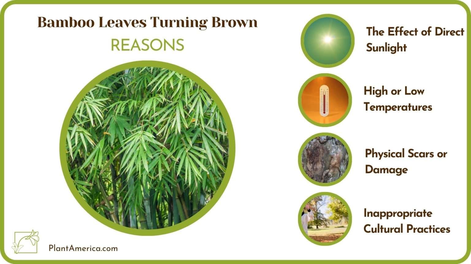 Bamboo Leaves Turning Brown: Here’s What You Can Do! - Plant America