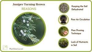Juniper Turning Brown: Simple Methods that Revive Plants - Plant America