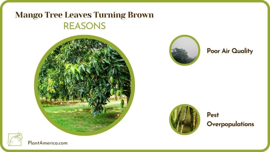 Mango Tree Leaves Turning Brown: Revive with 6 Easy Steps - Plant America