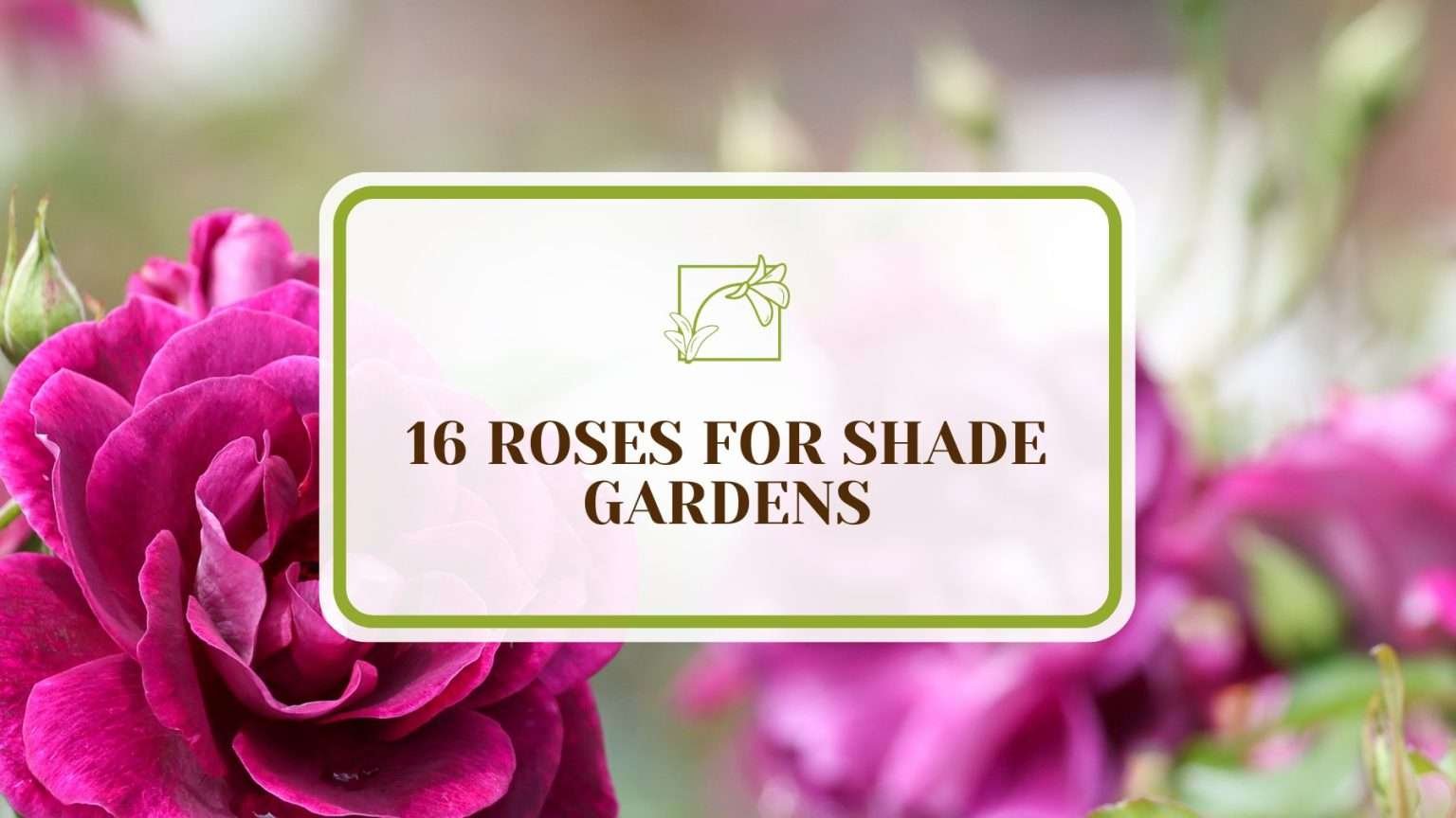 16 Roses for Shade Gardens That Thrive under Trees - Plant America