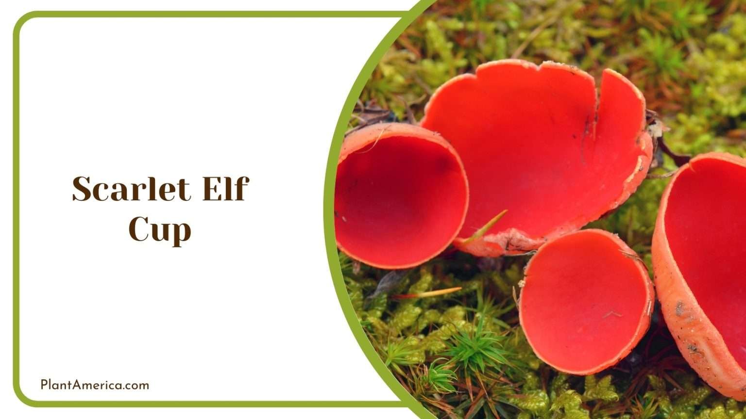 14 Red Mushrooms Varieties You Likely Did Not Know About - Plant America