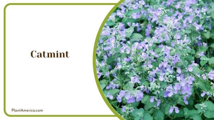 25 Rose Companion Plants that Repel Pests and Benefit Roses - Plant America
