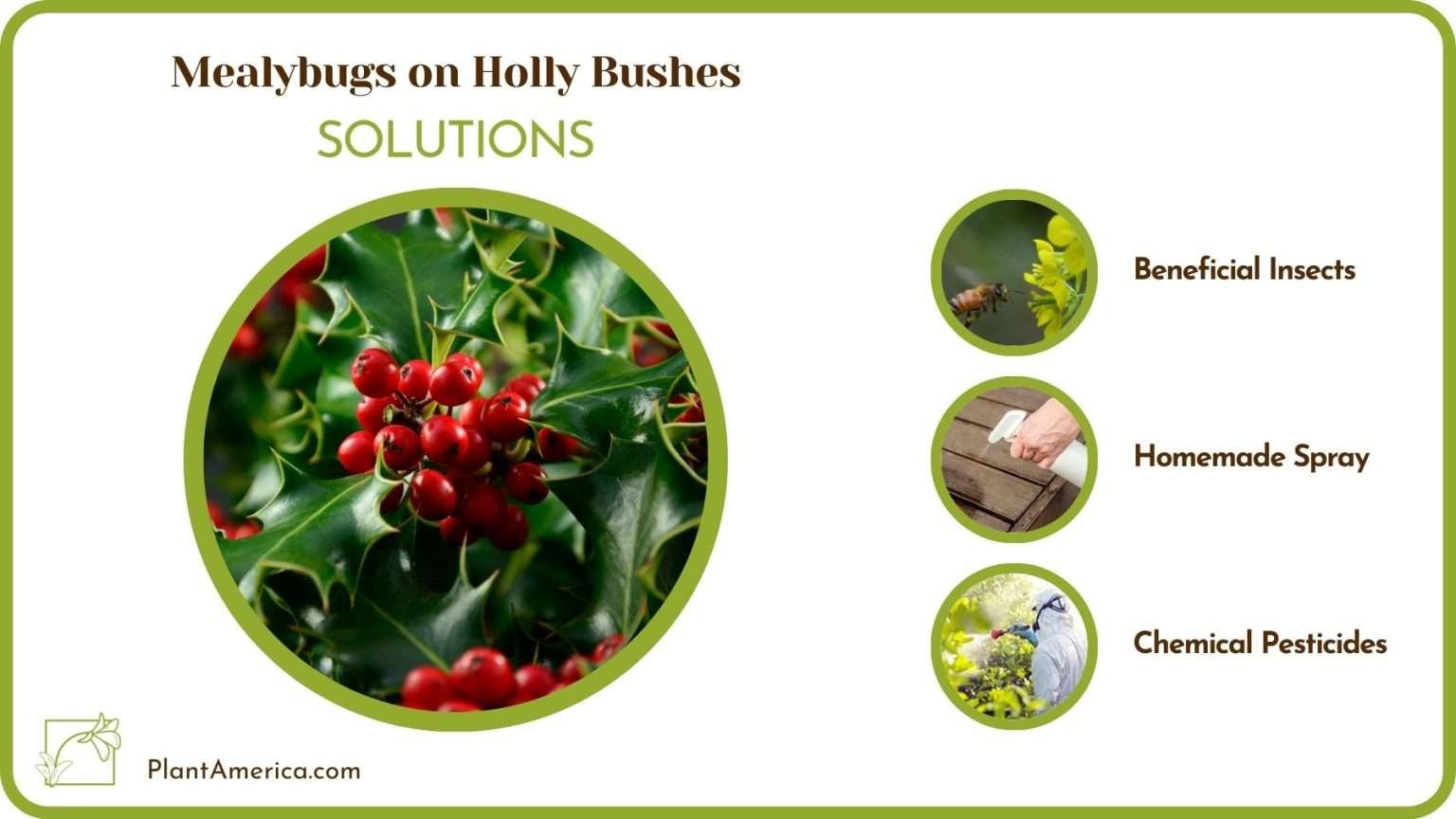 Mealybugs on Holly Bushes — Fight Back Guide - Plant America