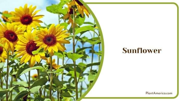 25 Native American Flowers with Healing Properties - Plant America