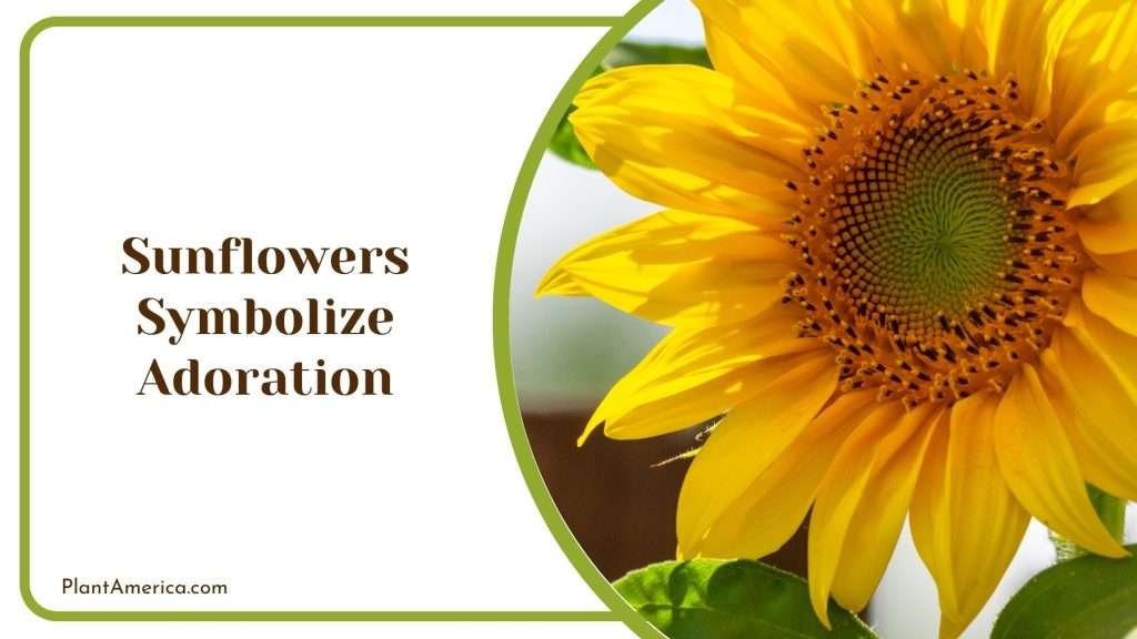 22 Sunflower Facts You Didn’t Know But Now You Will - Plant America