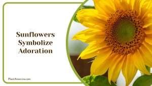 22 Sunflower Facts You Didn’t Know But Now You Will - Plant America