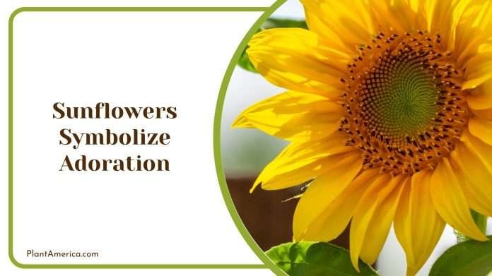 22 Sunflower Facts You Didn’t Know But Now You Will - Plant America