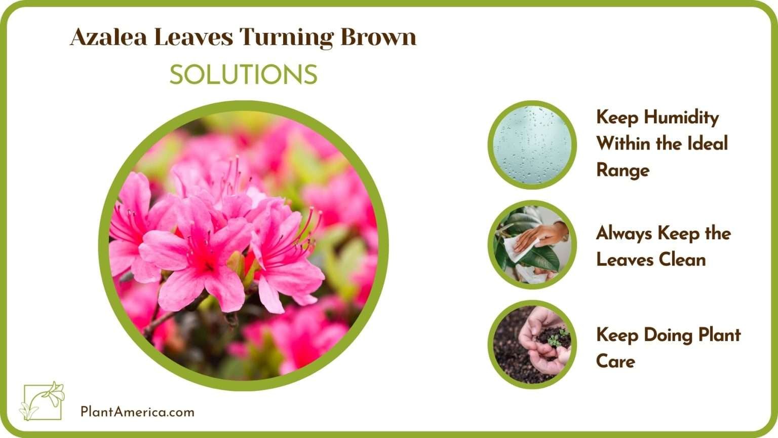 Azalea Leaves Turning Brown: 7 Causes & Easy Solutions - Plant America