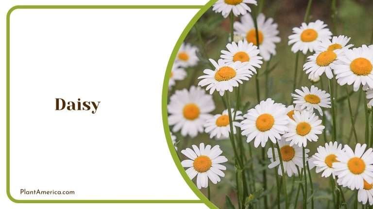 18 Healing Flowers to Brighten Your Day and Lift the Spirits - Plant ...