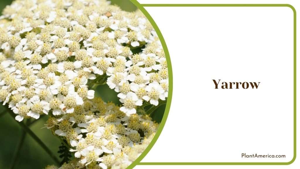 25 Native American Flowers with Healing Properties - Plant America