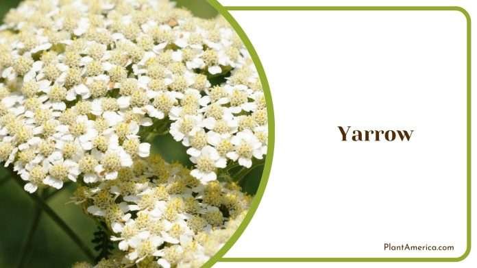 25 Native American Flowers with Healing Properties - Plant America