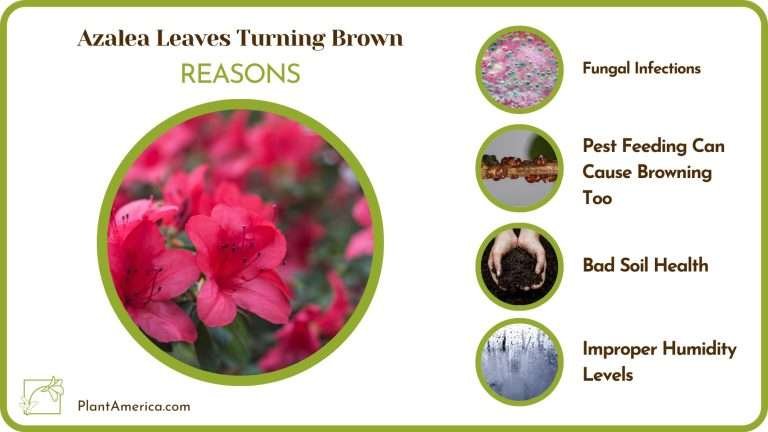 Azalea Leaves Turning Brown: 7 Causes & Easy Solutions - Plant America