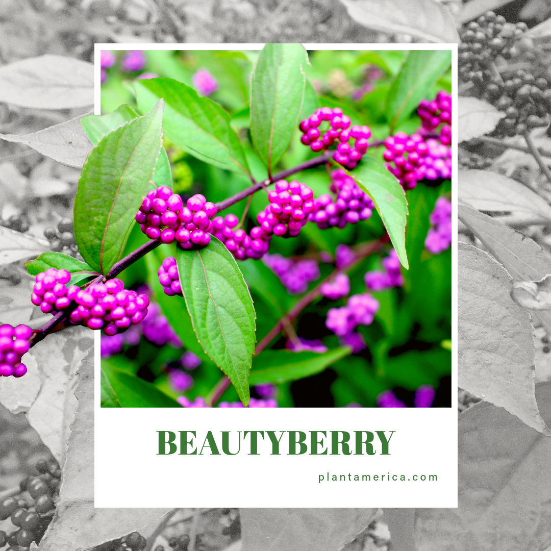 The Magical Wonders of the American Beautyberry - Plant America
