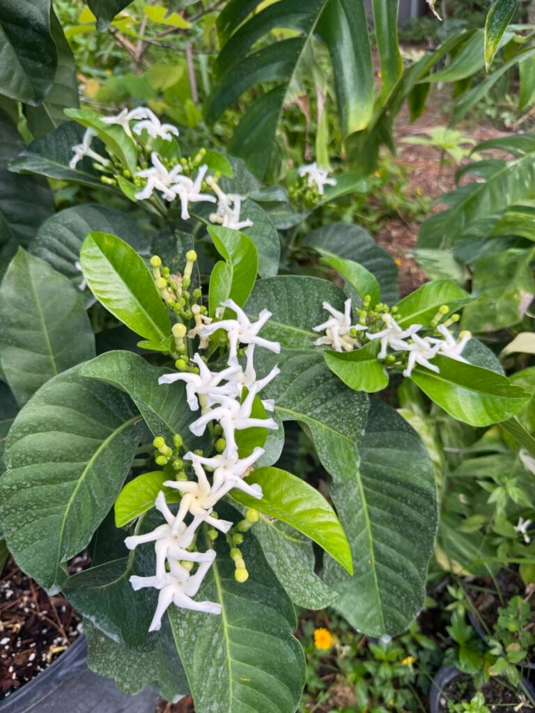 25 Rare Tropical Flowers That Look Too Strange to Be Real - Plant America
